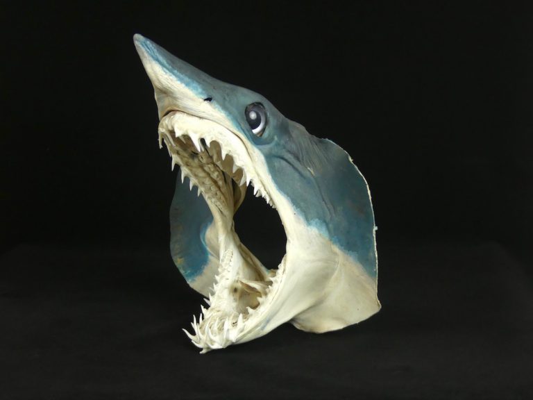 Tête de requin Mako - Taxydermie - Boutique OVIRY