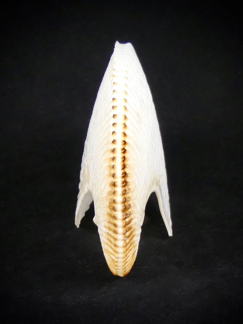 Argonaute - Argonauta argo - Nautile de papier - Boutique OVIRY