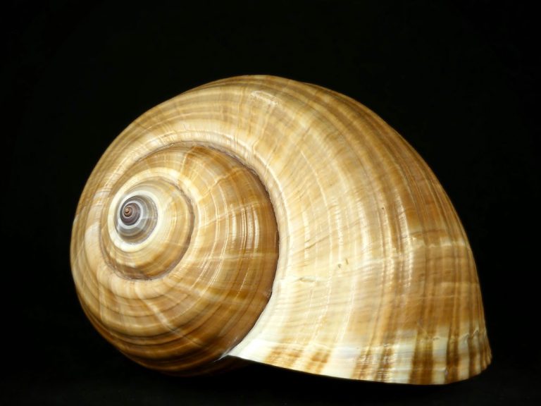 Dolium géant ou tonne cannelée - Tonna galea - Boutique OVIRY