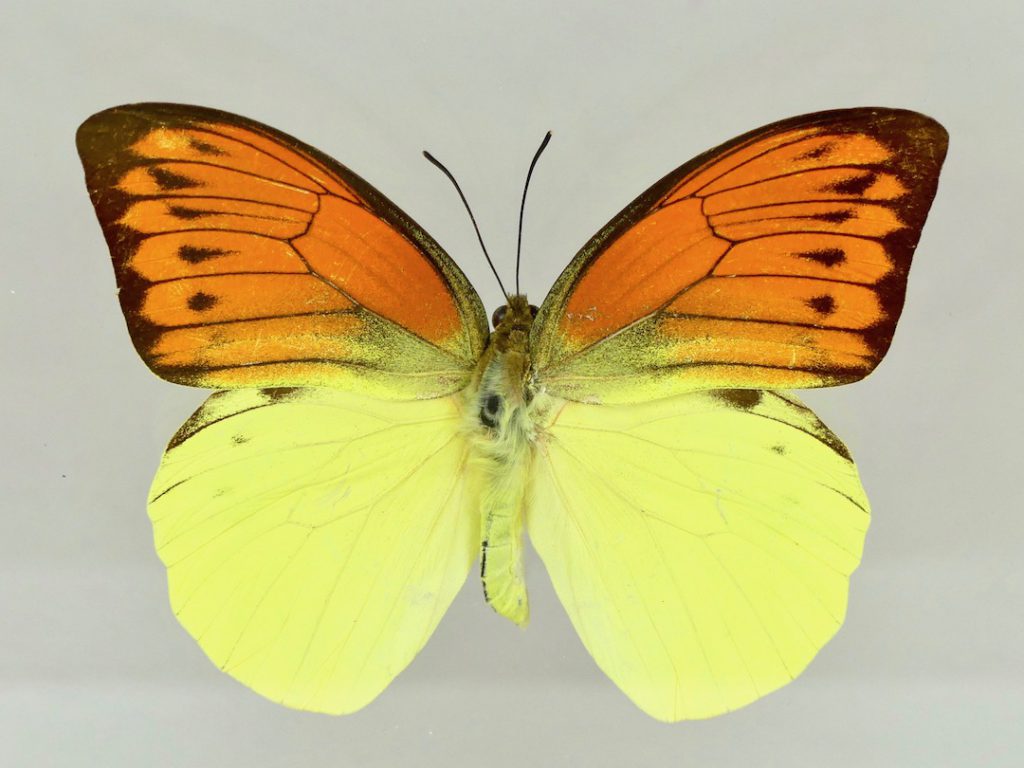 Taxidermie Hebomoia leucippe - Papillon Emperor Orange Tip - OVIRY