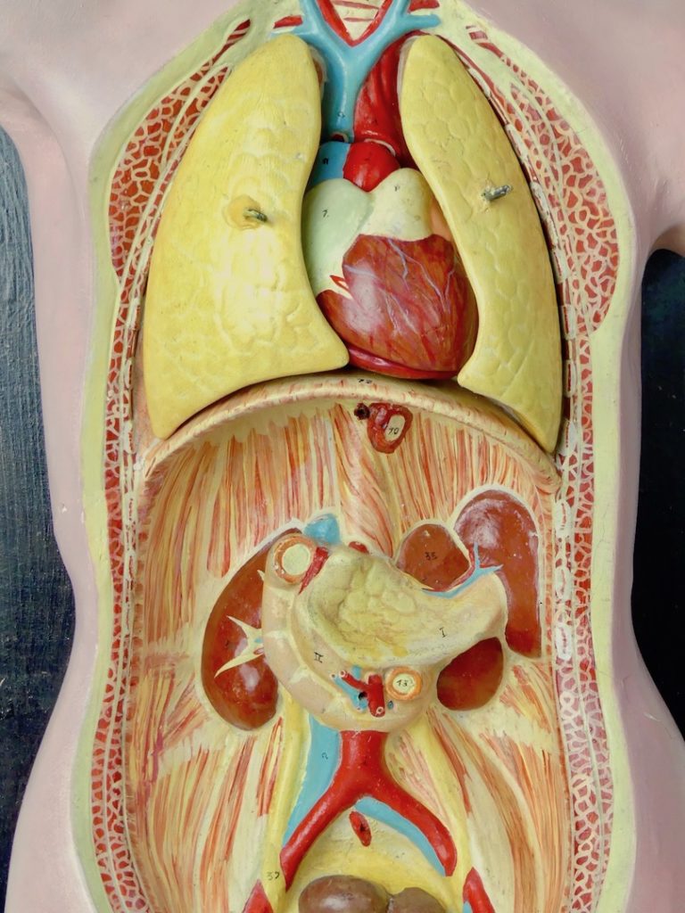 Buste anatomie clastique pédagogique - Fin XIXe - Boutique OVIRY