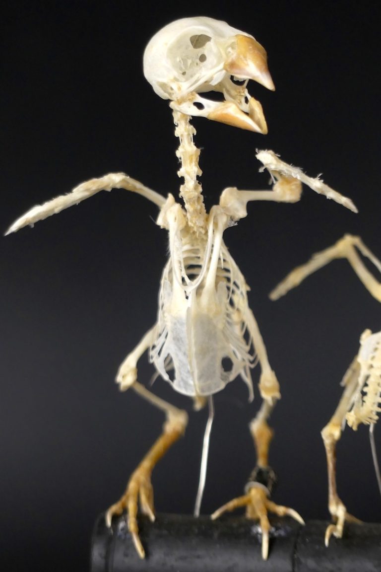 Squelettes de canaris sur leur perchoir - Cabinet de curiosités - OVIRY