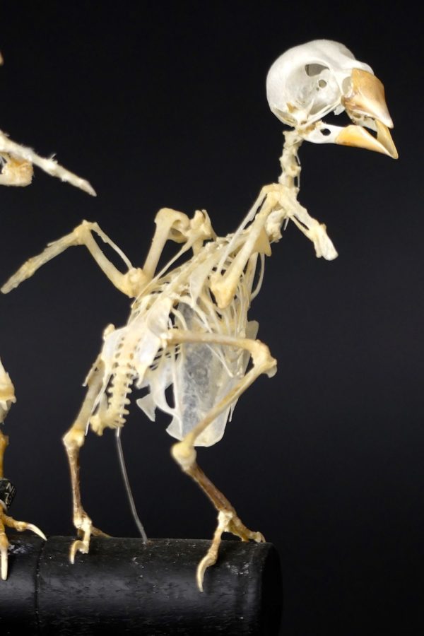 Squelettes de canaris sur leur perchoir - Cabinet de curiosités - OVIRY