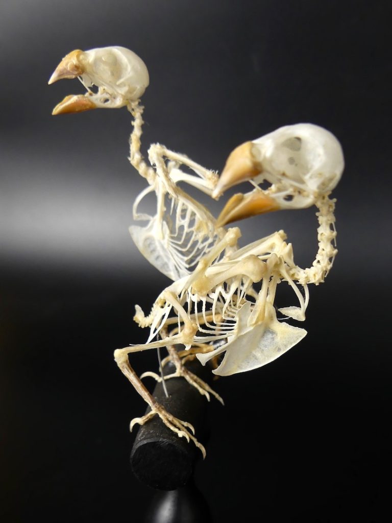 Squelettes de canaris sur leur perchoir - Cabinet de curiosités - OVIRY