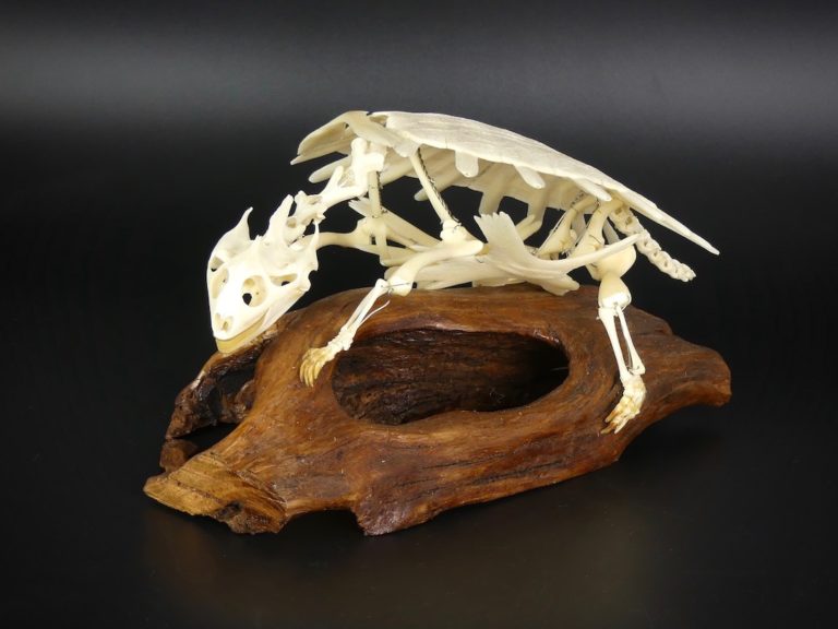 Squelette de tortue molle Dogania subplana - Asie du Sud-Est - OVIRY
