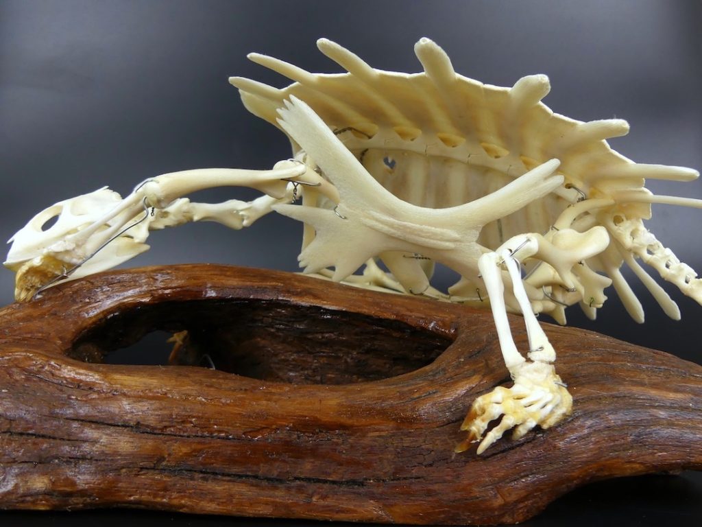 Squelette de tortue molle Dogania subplana - Asie du Sud-Est - OVIRY