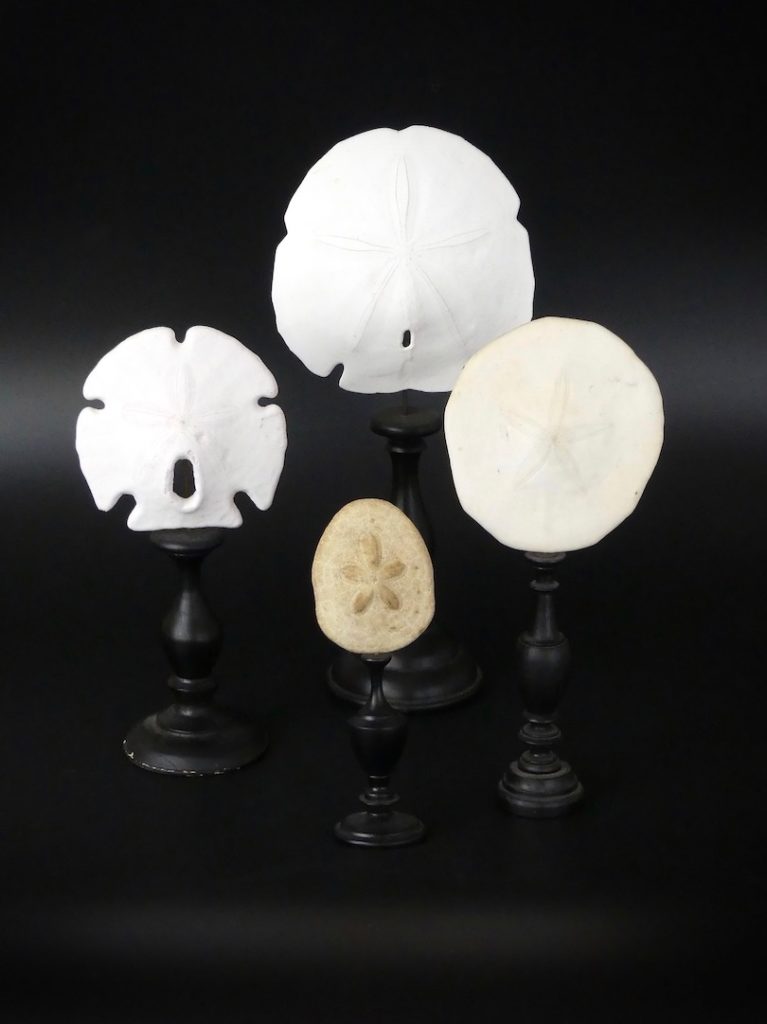 Test d’oursin Encope grandis sur pied - Curiosité de la mer - OVIRY