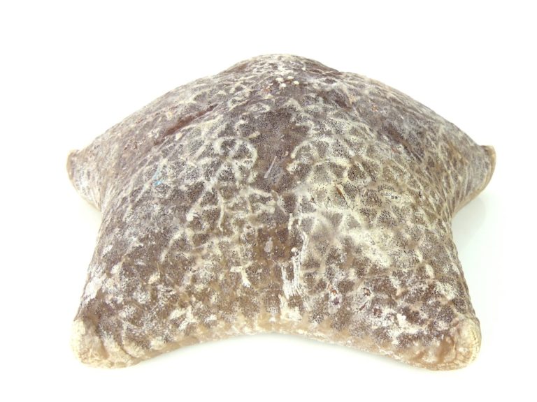 Étoile-coussin régulière - Halityle regularis - Curiosité de la mer - OVIRY