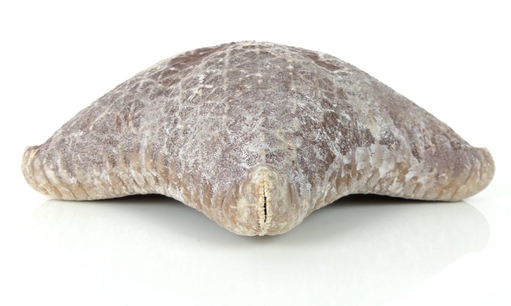 Étoile-coussin régulière - Halityle regularis - Curiosité de la mer - OVIRY