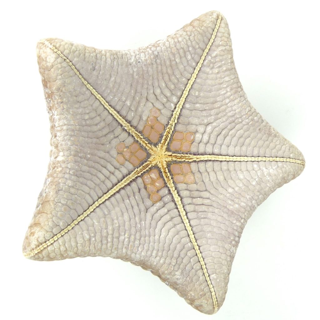 Étoile-coussin régulière - Halityle regularis - Curiosité de la mer - OVIRY