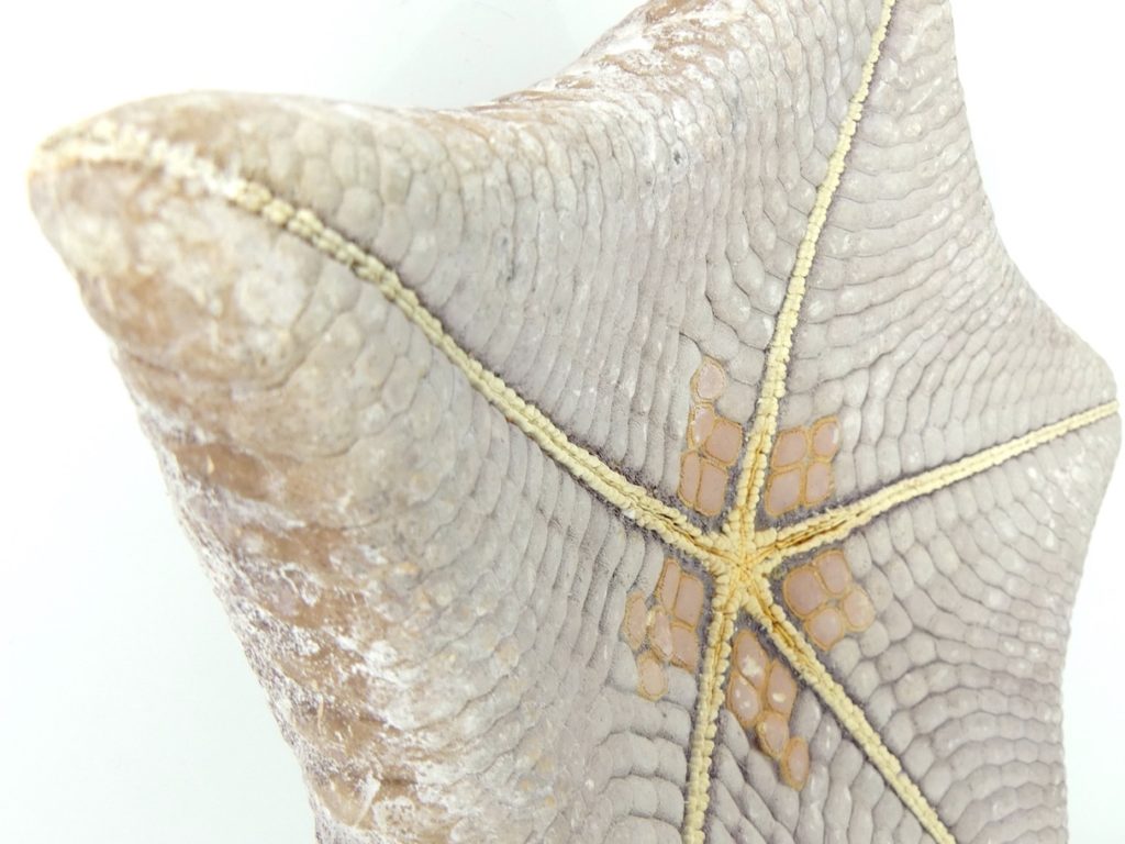 Étoile-coussin régulière - Halityle regularis - Curiosité de la mer - OVIRY