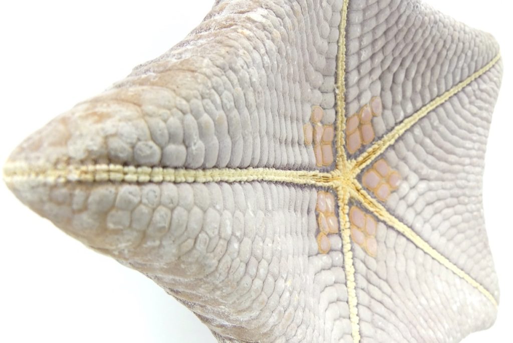 Étoile-coussin régulière - Halityle regularis - Curiosité de la mer - OVIRY