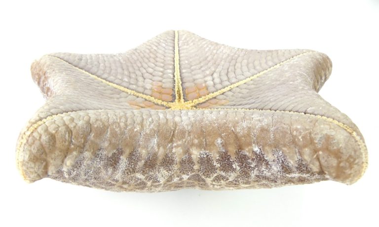 Étoile-coussin régulière - Halityle regularis - Curiosité de la mer - OVIRY