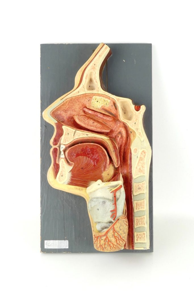 Modèle ORL d'anatomie de la gorge humaine - Curiosité - OVIRY