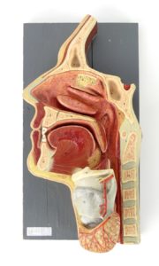 Modèle ORL d'anatomie de la gorge humaine - Curiosité - OVIRY