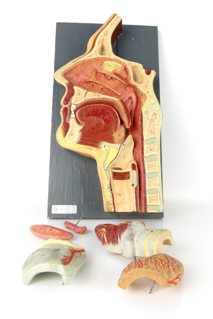 Modèle ORL d'anatomie de la gorge humaine - Curiosité - OVIRY