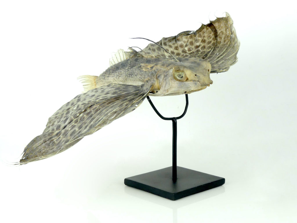 Poisson volant exocet naturalisé sur socle métallique - Curiosité de la mer