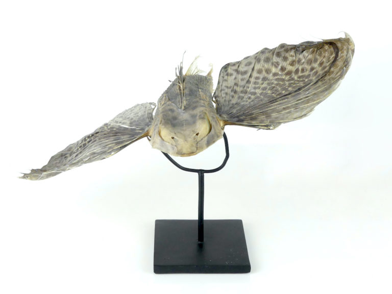 Poisson volant exocet naturalisé sur socle métallique - Curiosité de la mer