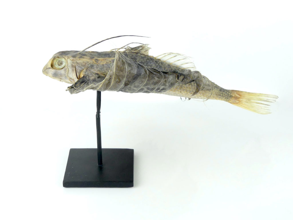 Poisson volant exocet naturalisé sur socle métallique - Curiosité de la mer