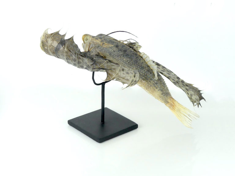 Poisson volant exocet naturalisé sur socle métallique - Curiosité de la mer