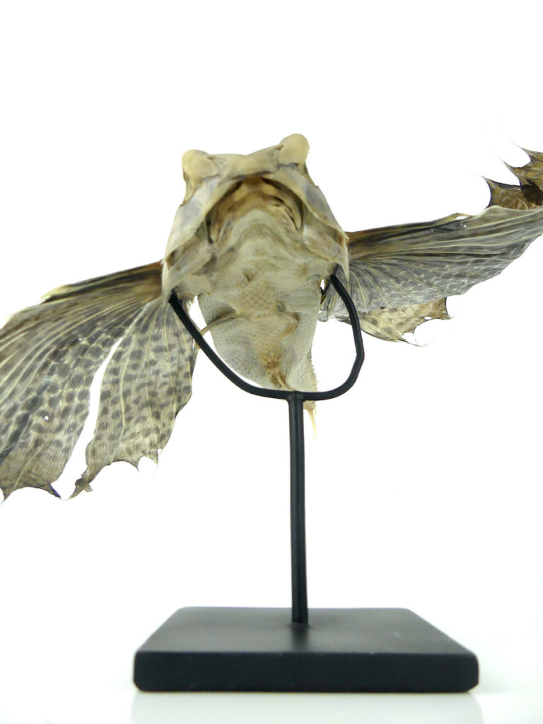 Poisson volant exocet naturalisé sur socle métallique - Curiosité de la mer