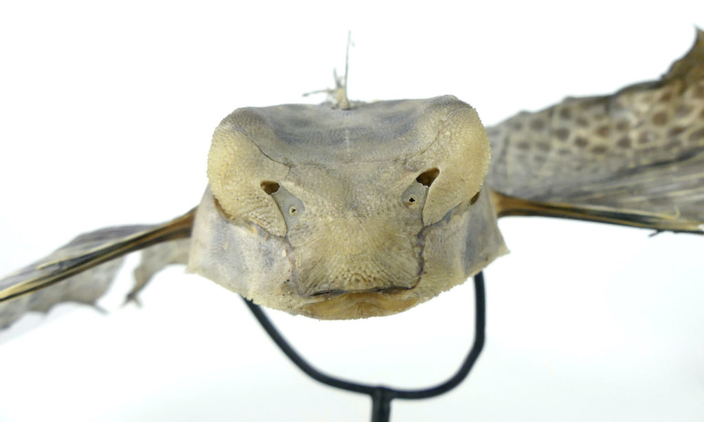 Poisson volant exocet naturalisé sur socle métallique - Curiosité de la mer