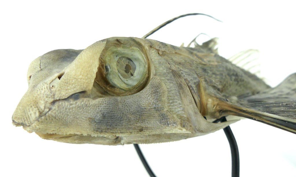 Poisson volant exocet naturalisé sur socle métallique - Curiosité de la mer