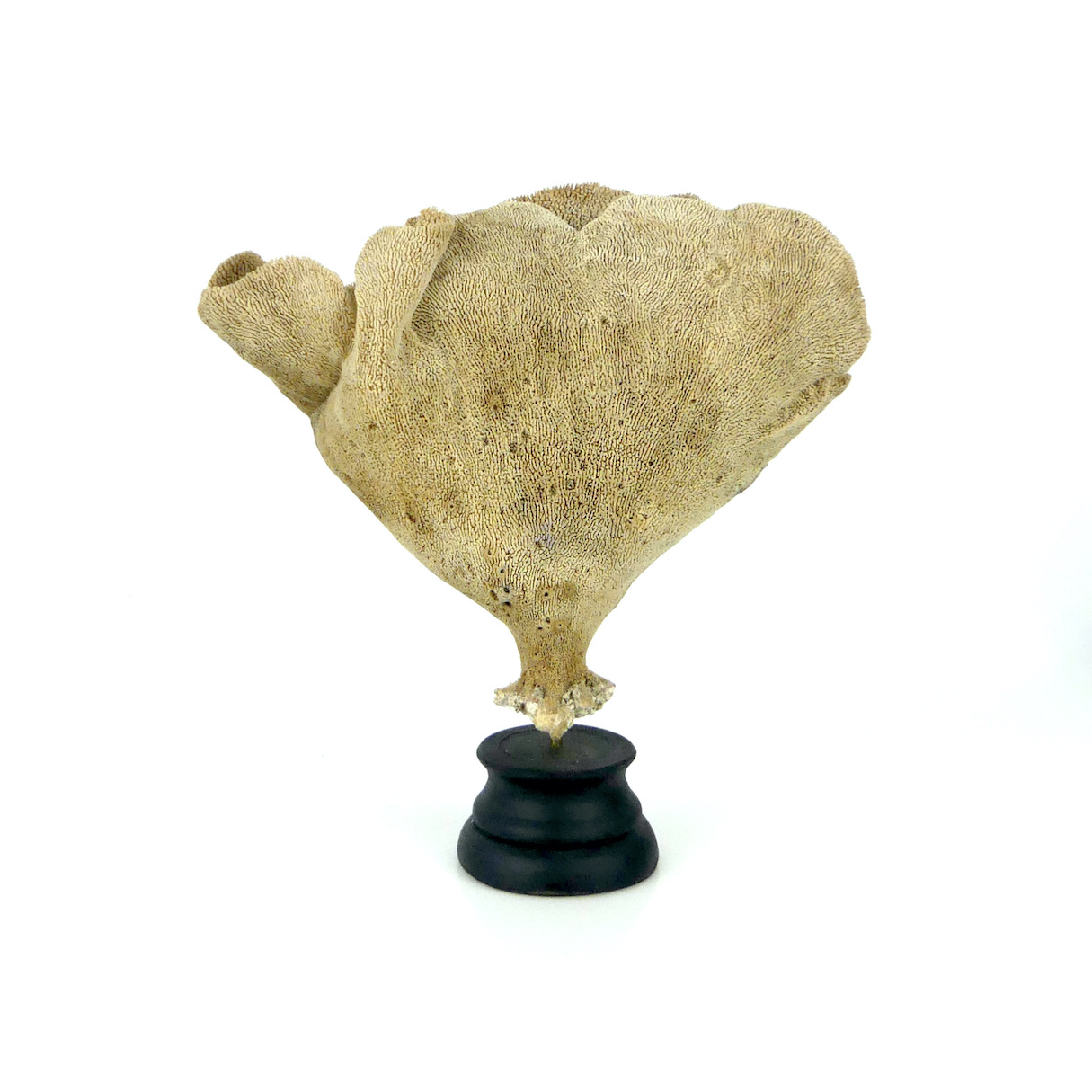 Grande éponge vase rose sur pied - Curiosité de la mer - OVIRY