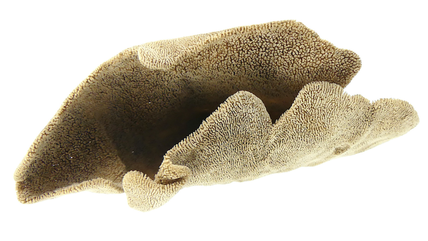 Grande éponge vase rose sur pied - Curiosité de la mer - OVIRY