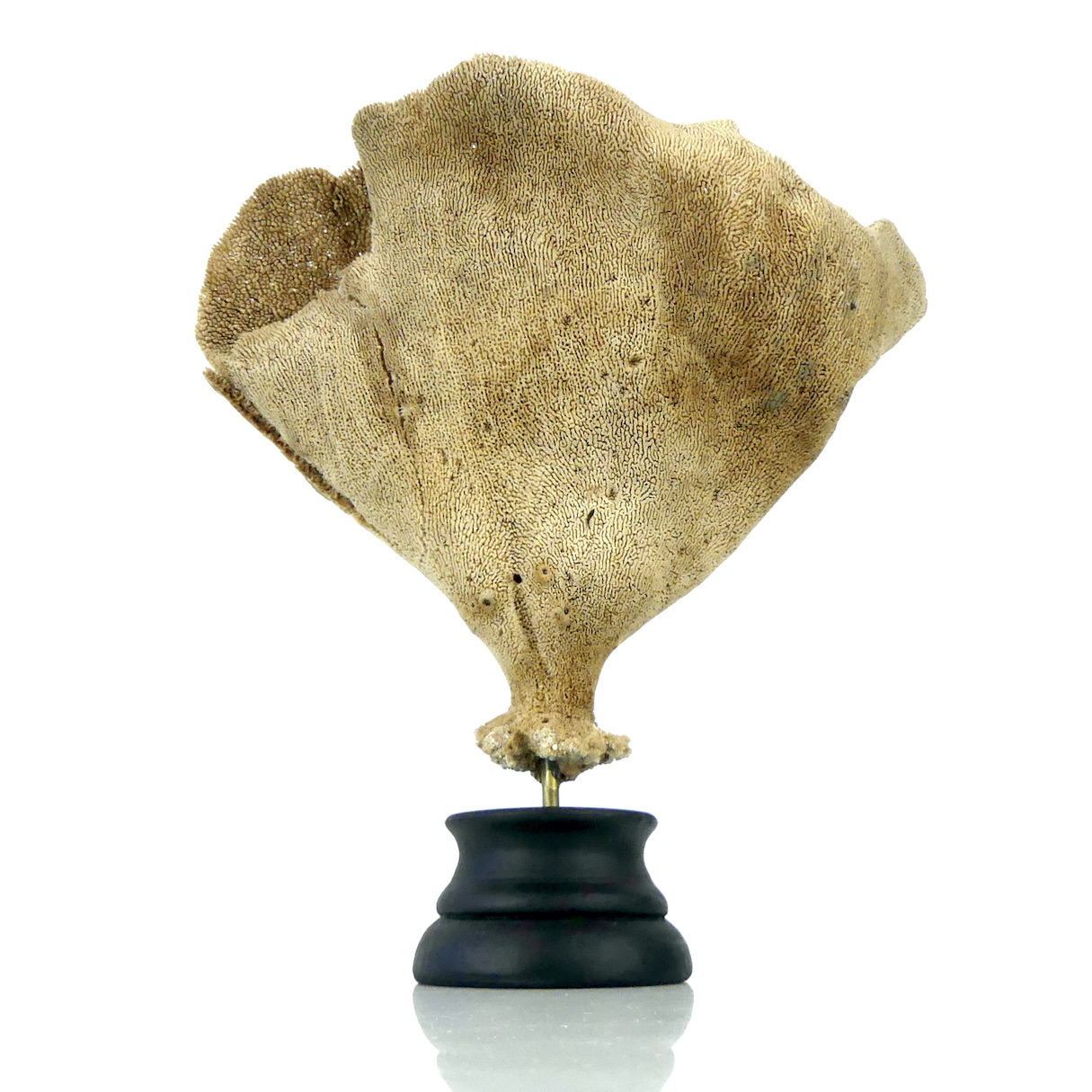 Grande éponge vase rose sur pied - Curiosité de la mer - OVIRY