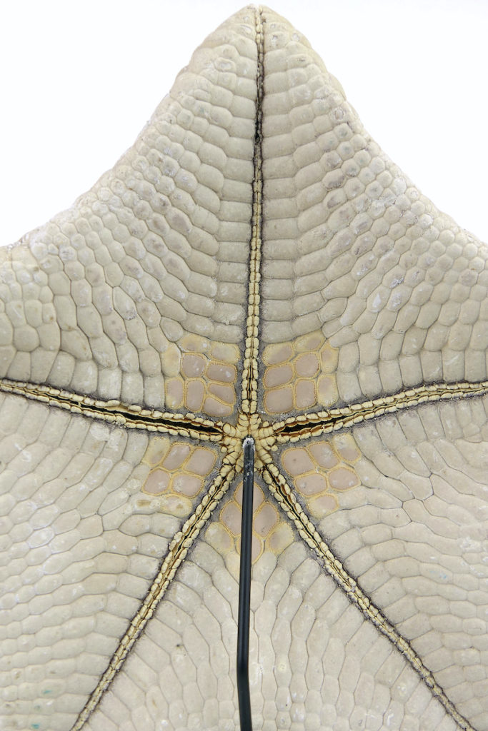 Grande Halityle regularis étoile de mer coussin sur pied Napoléon 3 OVIRY