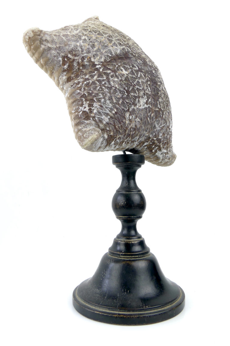 Grande Halityle regularis étoile de mer coussin sur pied Napoléon 3 OVIRY