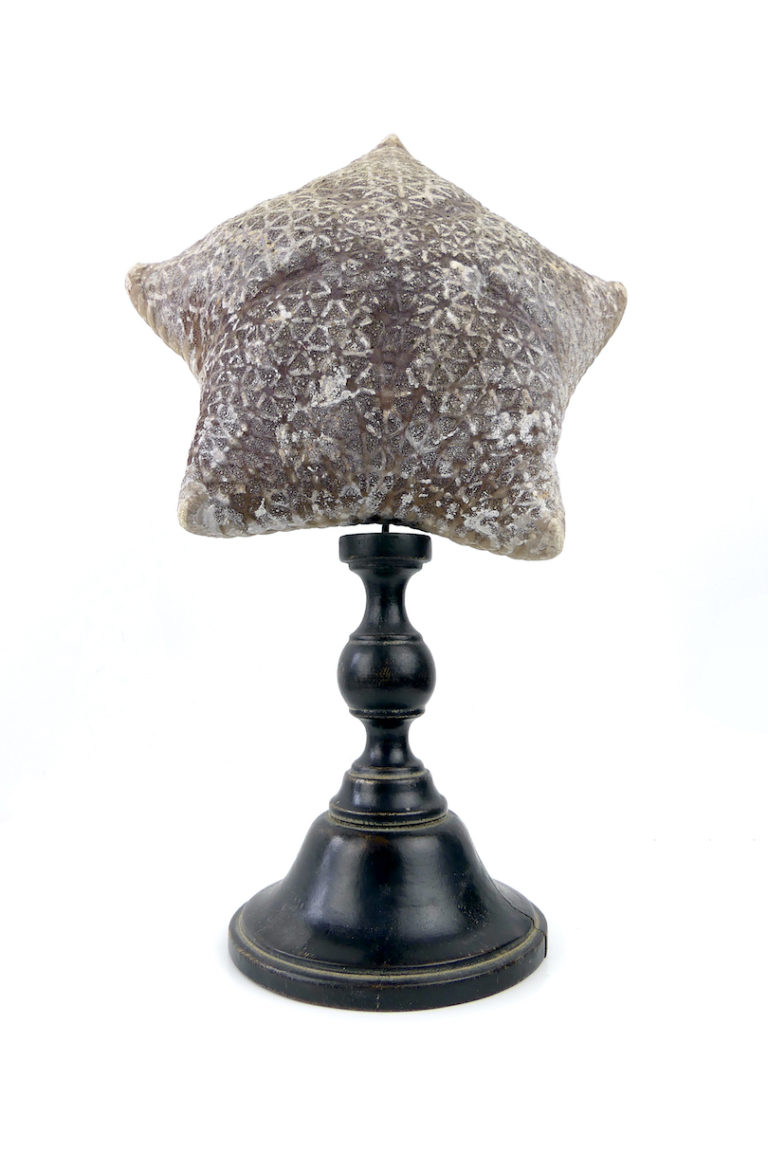 Grande Halityle regularis étoile de mer coussin sur pied Napoléon 3 OVIRY