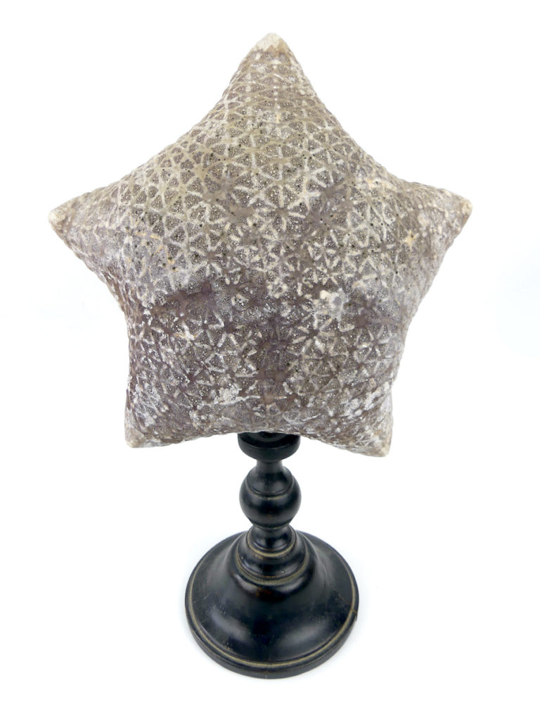 Grande Halityle regularis étoile de mer coussin sur pied Napoléon 3 OVIRY