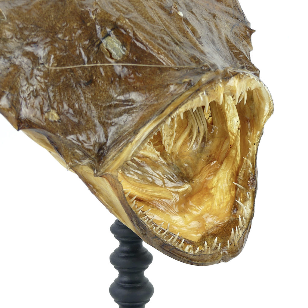 Tête de baudroie Lophius piscatorius sur pied - Curiosité - OVIRY