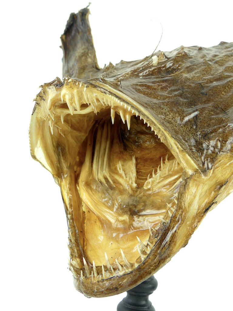 Tête de baudroie Lophius piscatorius sur pied - Curiosité - OVIRY