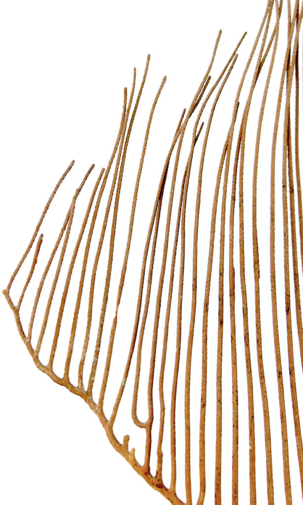 Gorgone lyre ctenocella pectinata sur pied - Curiosité de la mer - OVIRY