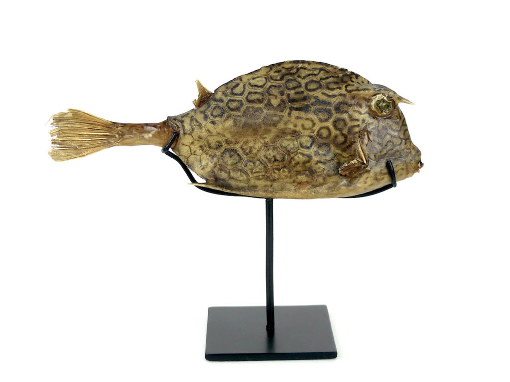 Poisson vache à longues cornes naturalisé - Lactoria cornuta - OVIRY