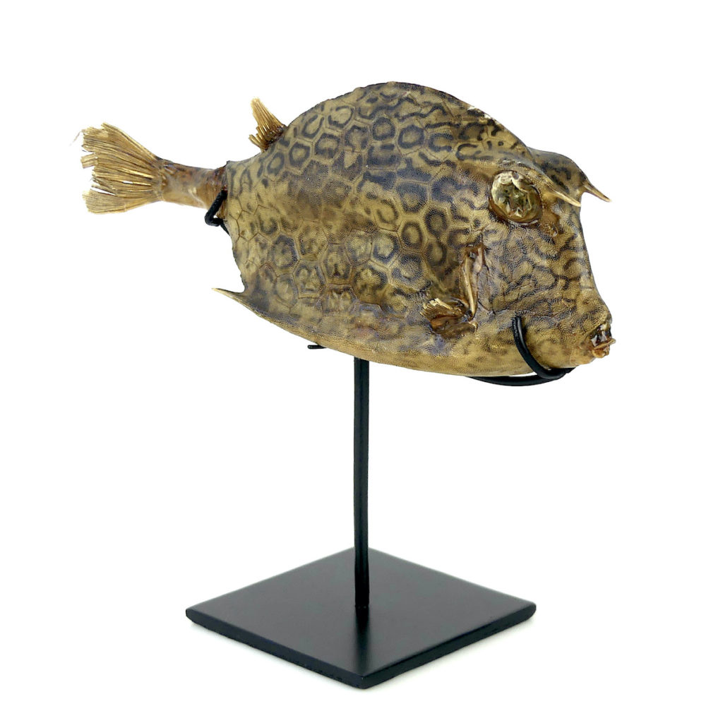 Poisson vache à longues cornes naturalisé - Lactoria cornuta - OVIRY