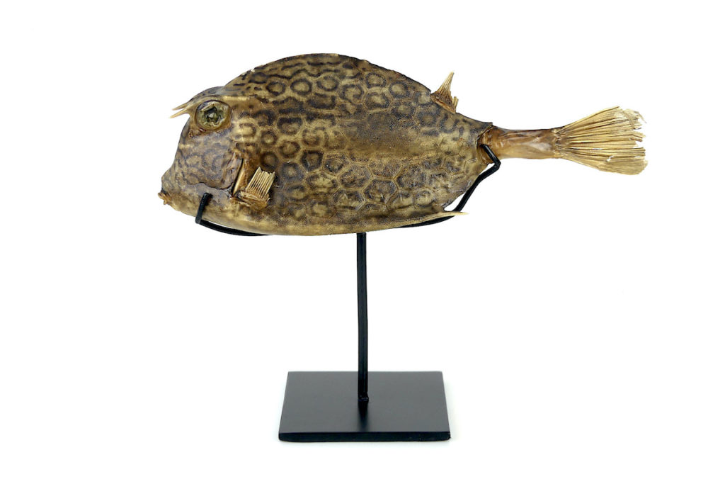 Poisson vache à longues cornes naturalisé - Lactoria cornuta - OVIRY