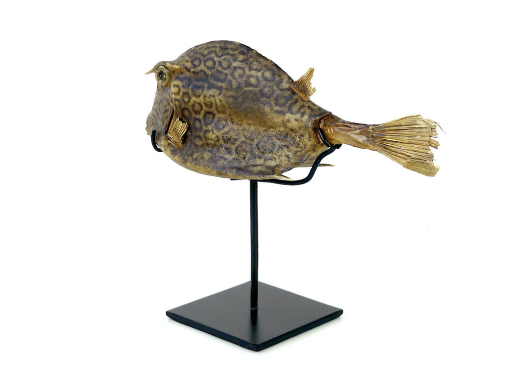 Poisson vache à longues cornes naturalisé - Lactoria cornuta - OVIRY