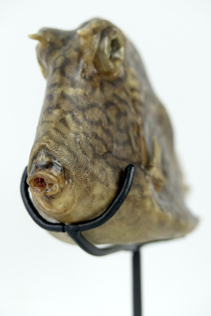 Poisson vache à longues cornes naturalisé - Lactoria cornuta - OVIRY