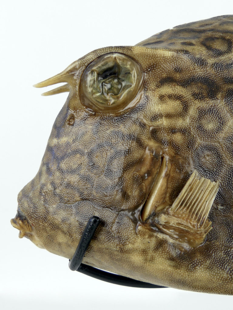 Poisson vache à longues cornes naturalisé - Lactoria cornuta - OVIRY