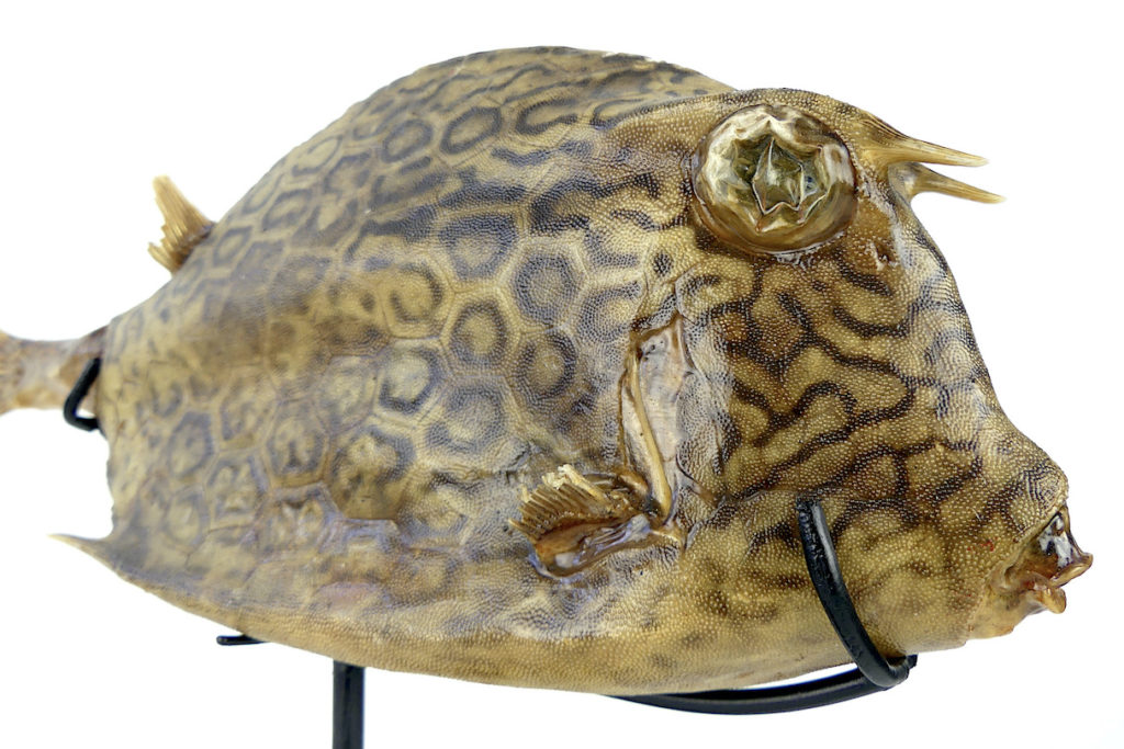 Poisson vache à longues cornes naturalisé - Lactoria cornuta - OVIRY