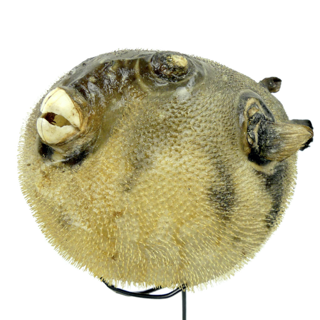Poisson-globe naturalisé sur socle - Taxidermie - Curiosité - OVIRY