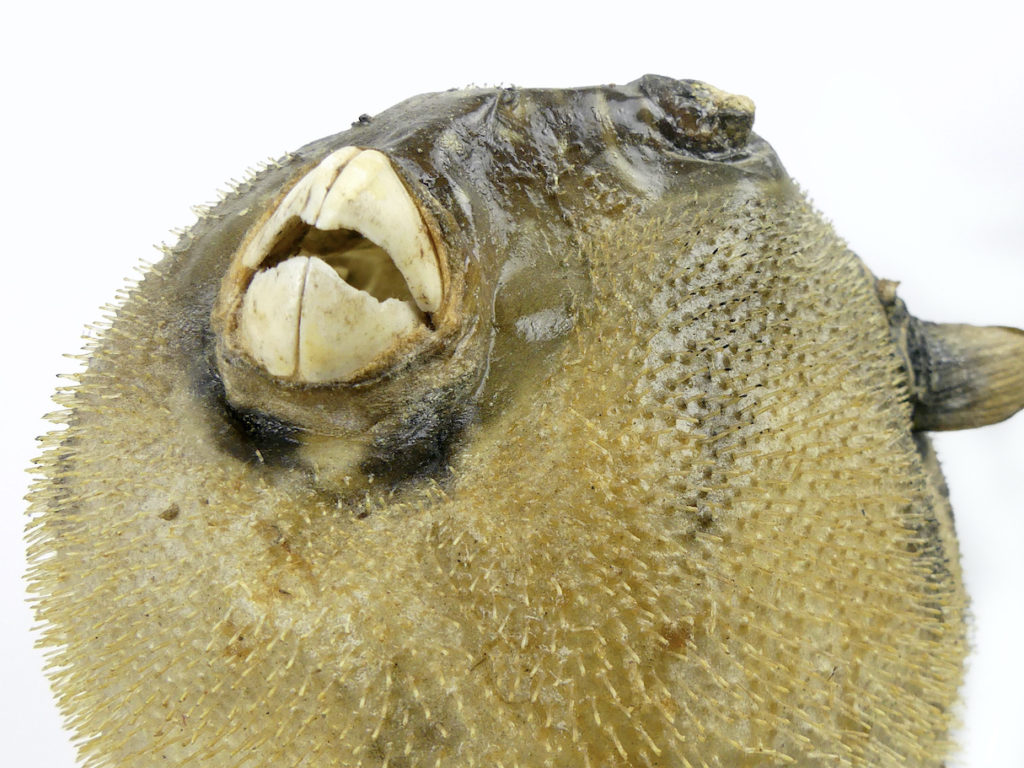 Poisson-globe naturalisé sur socle - Taxidermie - Curiosité - OVIRY