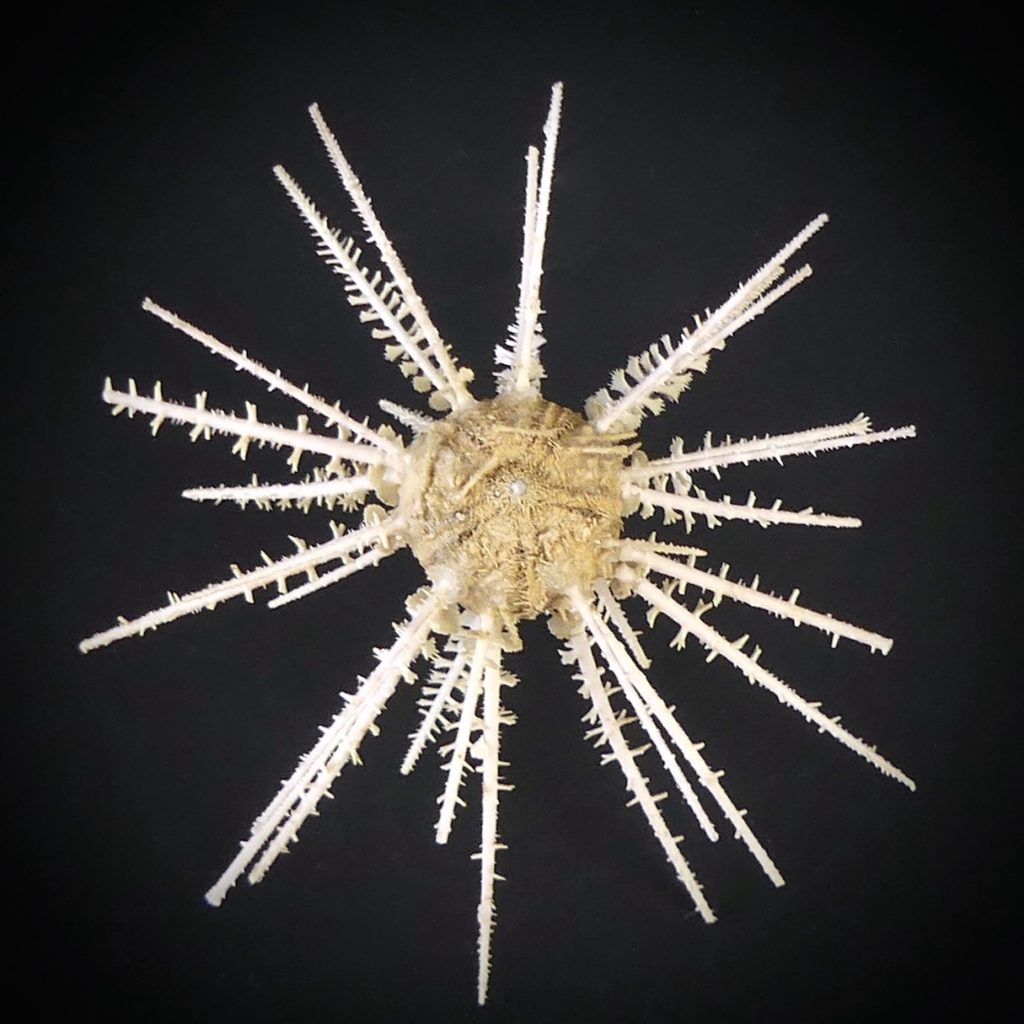 Oursin Goniocidaris peltata naturalisé sur pied - Philippines - OVIRY