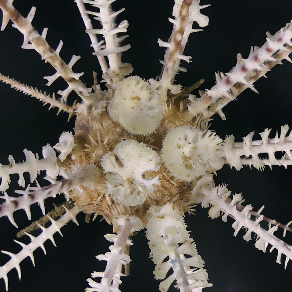 Oursin Goniocidaris peltata naturalisé sur pied Philippines - OVIRY