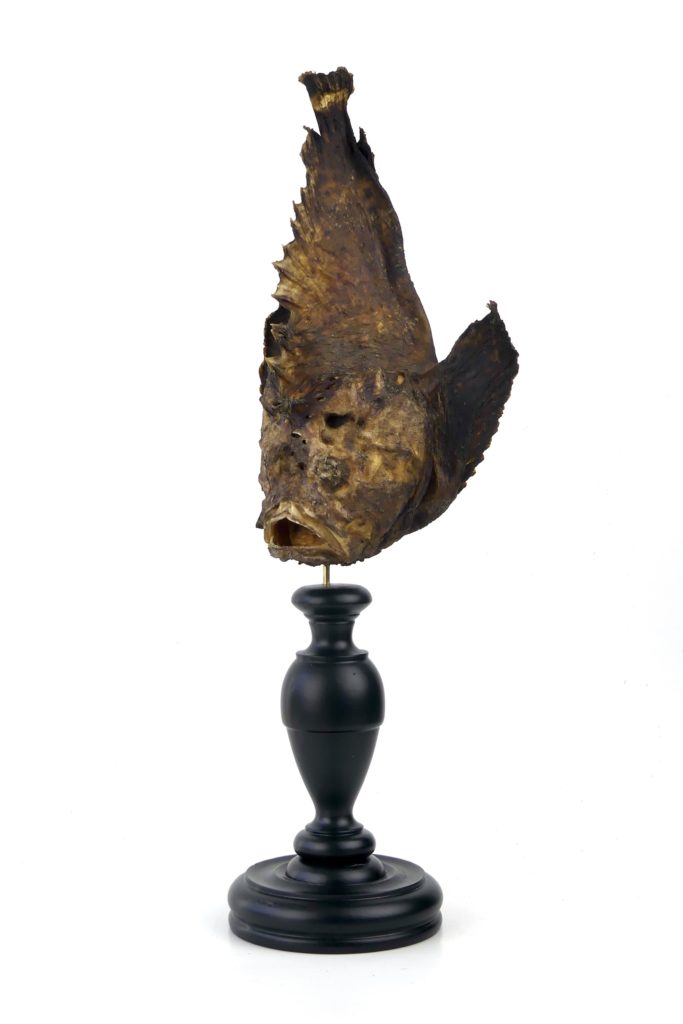 Poisson-pierre naturalisé Synanceia verrucosa sur pied - OVIRY