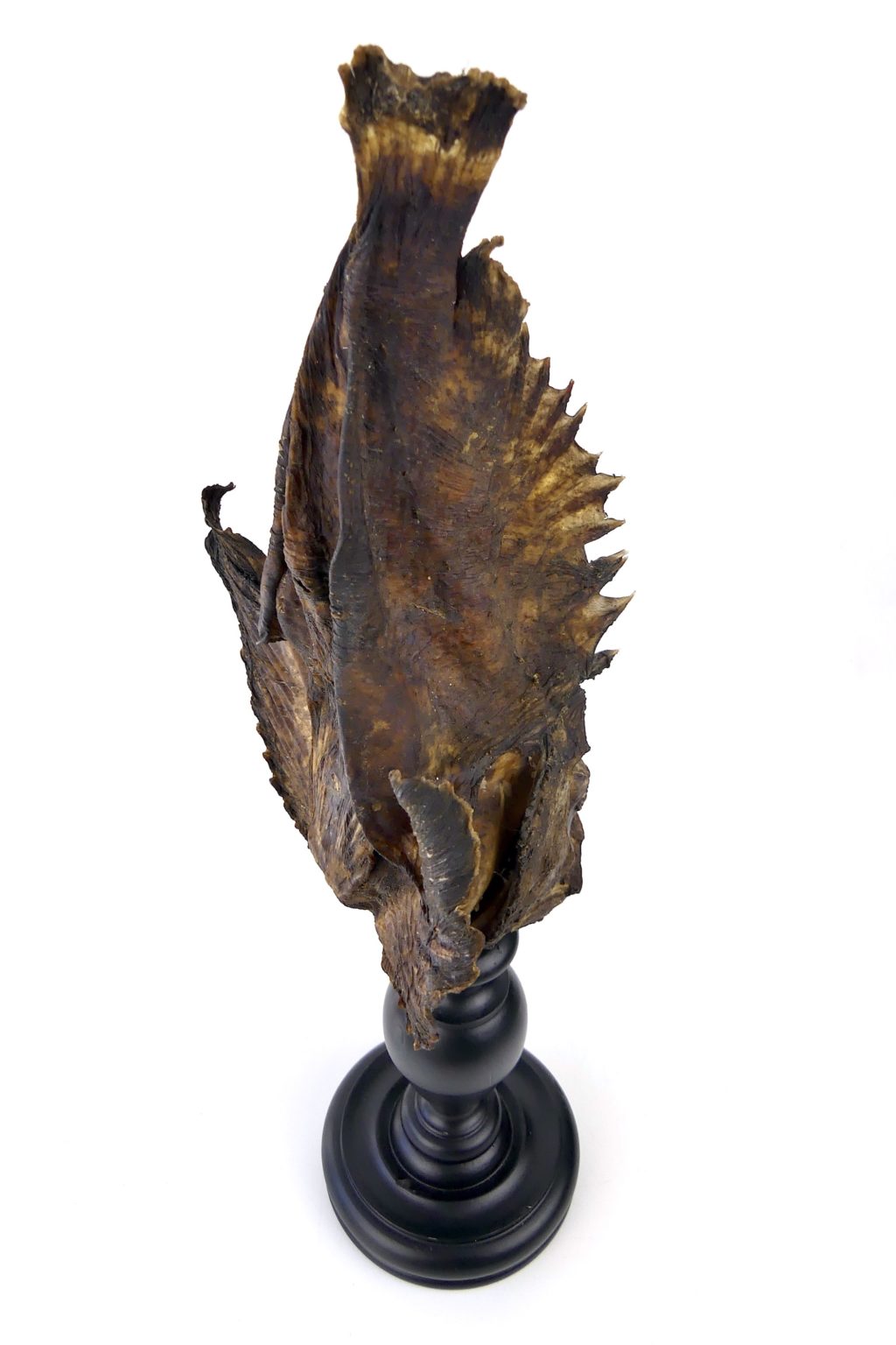 Poisson-pierre naturalisé Synanceia verrucosa sur pied - OVIRY